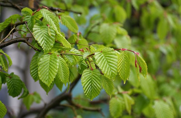 Foliate - Definition of Foliate