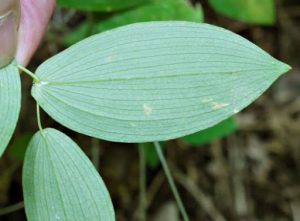 Glaucous - Definition of Glaucous