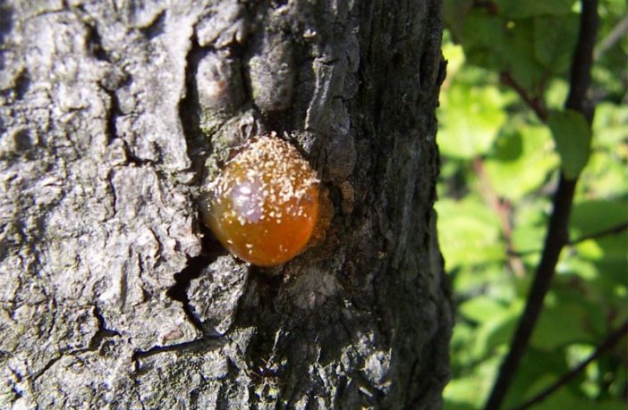 Gum - Definition of Gum