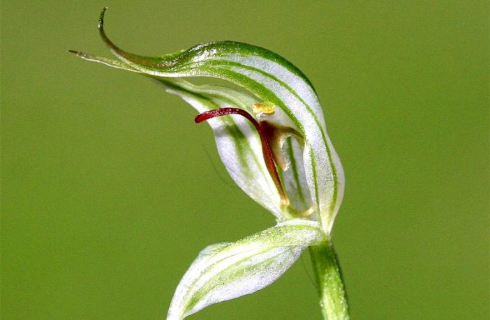 Gynostegium - Definition of Gynostegium