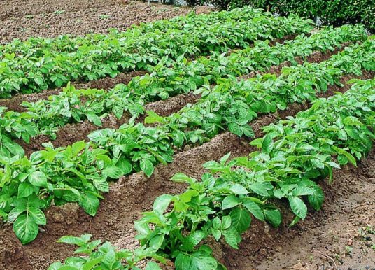 Hastula - Definition of Hastula