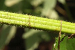 Hispid - Definition of Hispid