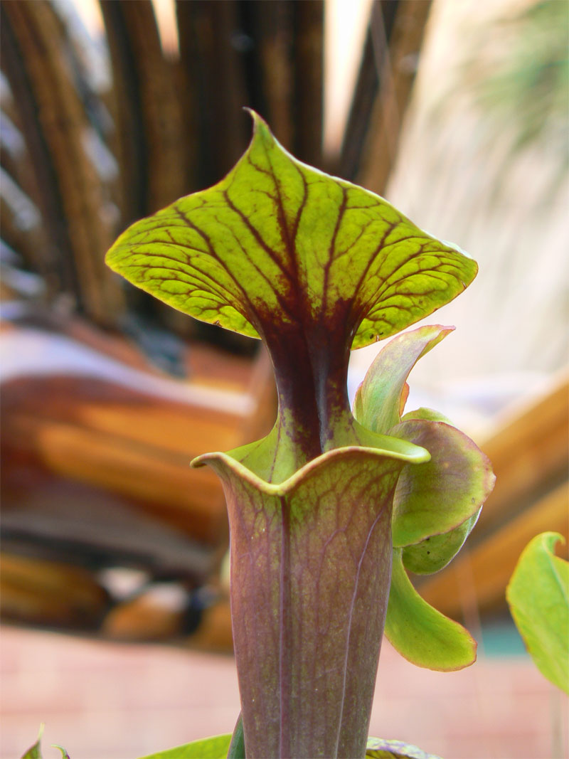 Hooded - Definition of Hooded