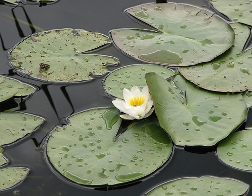 Hydrophyte - Definition of Hydrophyte