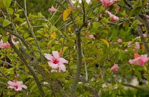 Hypogynous - Definition of Hypogynous