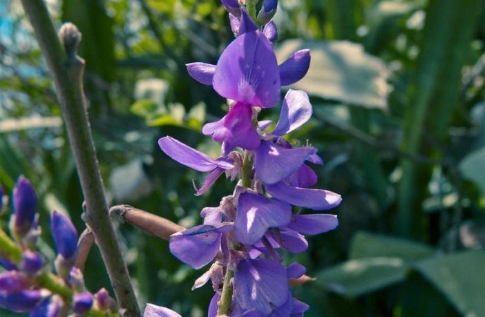 Indigo - Definition of Indigo