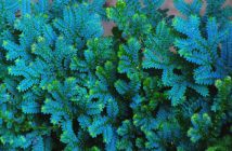 Iridescent - Definition of Iridescent