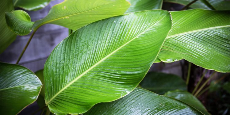 Leaf - Definition of Leaf