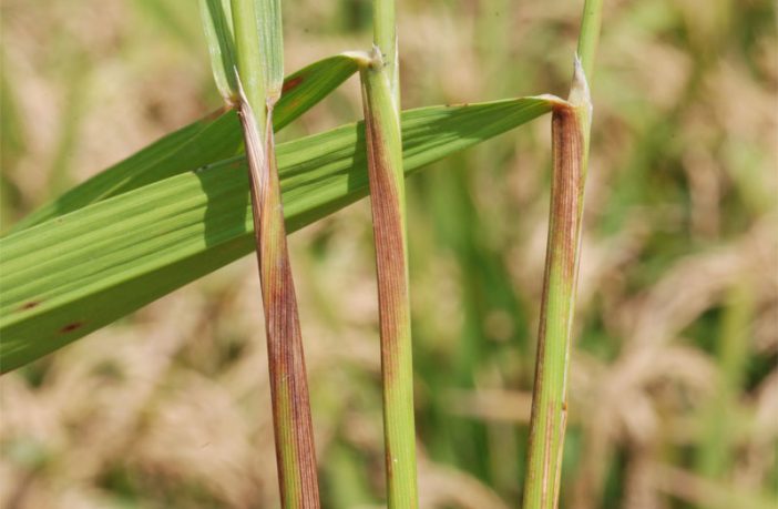 Leaf sheath - Definition of Leaf sheath