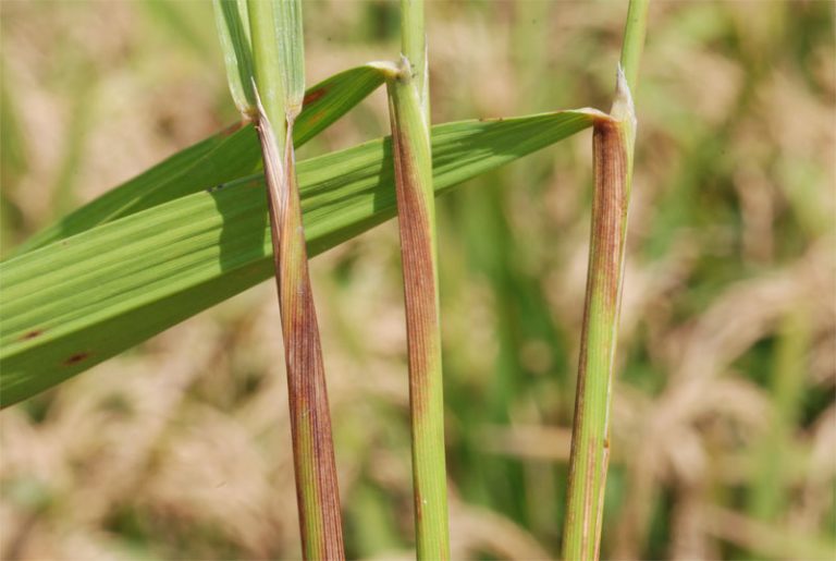 Leaf sheath - Definition of Leaf sheath