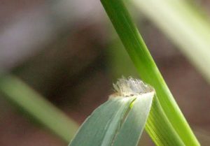 Ligule - Definition of Ligule