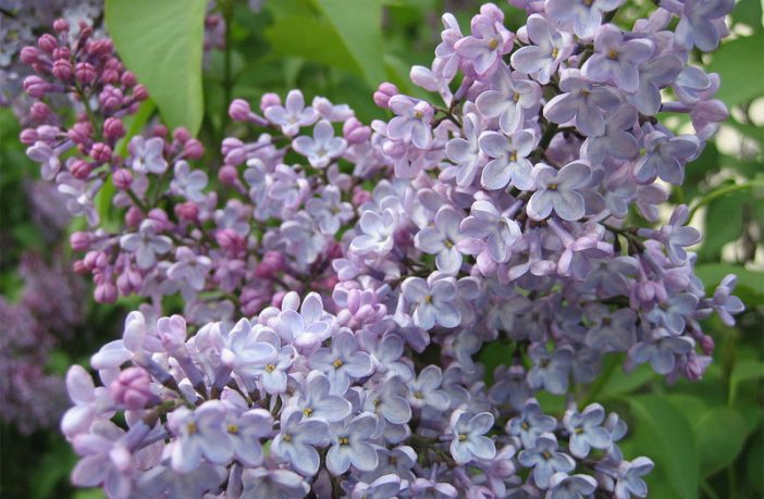 Lilac - Definition of Lilac