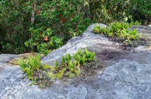 Lithophytic - Definition of Lithophytic