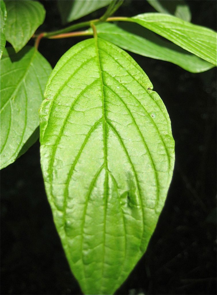 Midrib - Definition of Midrib