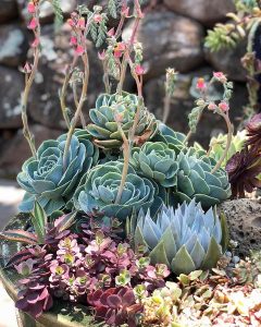 Monocarpic - Definition of Monocarpic