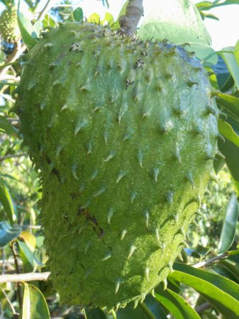 Muricate - Definition of Muricate