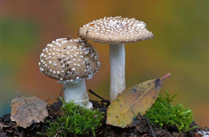 Fungistatic - Definition of Fungistatic