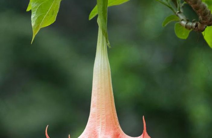 Funnel-form - Definition of Funnel-form