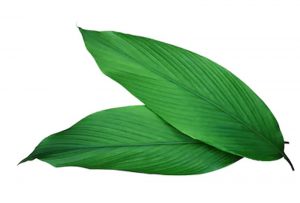 Lacy leaves - Definition of Lacy leaves