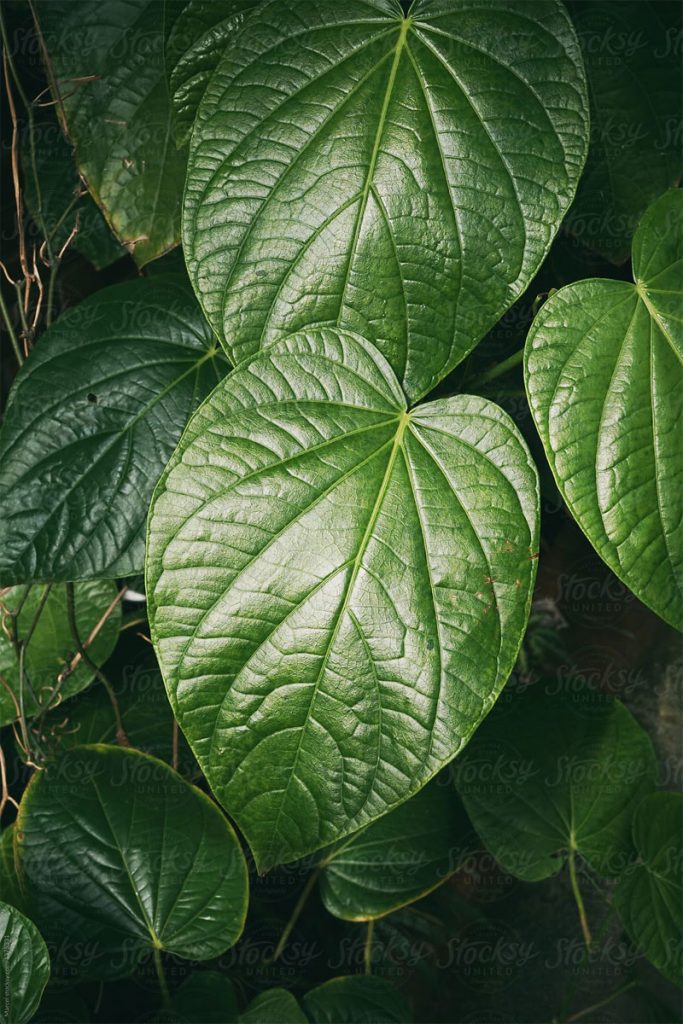 Lance-shaped - Definition of Lance-shaped