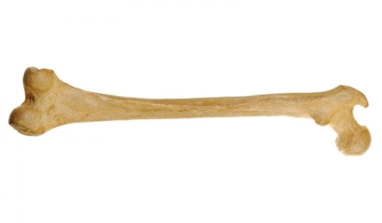 Long bone - Definition of Long bone