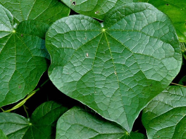 Nest leaves - Definition of Nest leaves