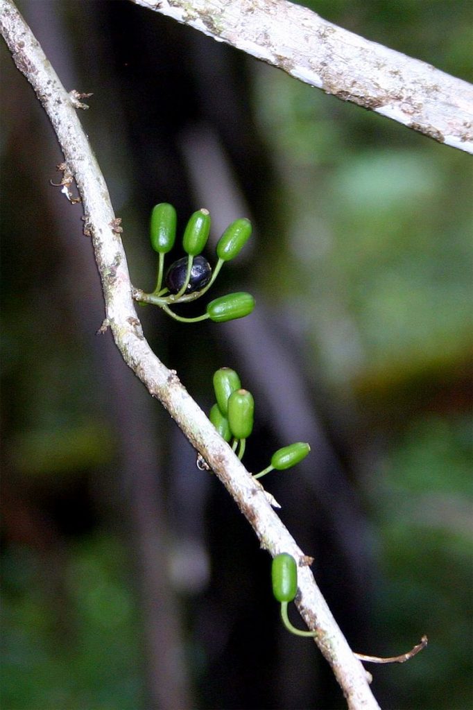 Obloid - Definition of Obloid