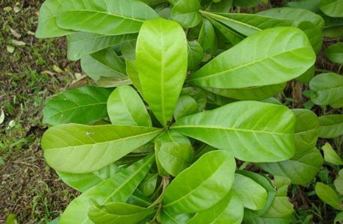 Oblong - Definition of Oblong