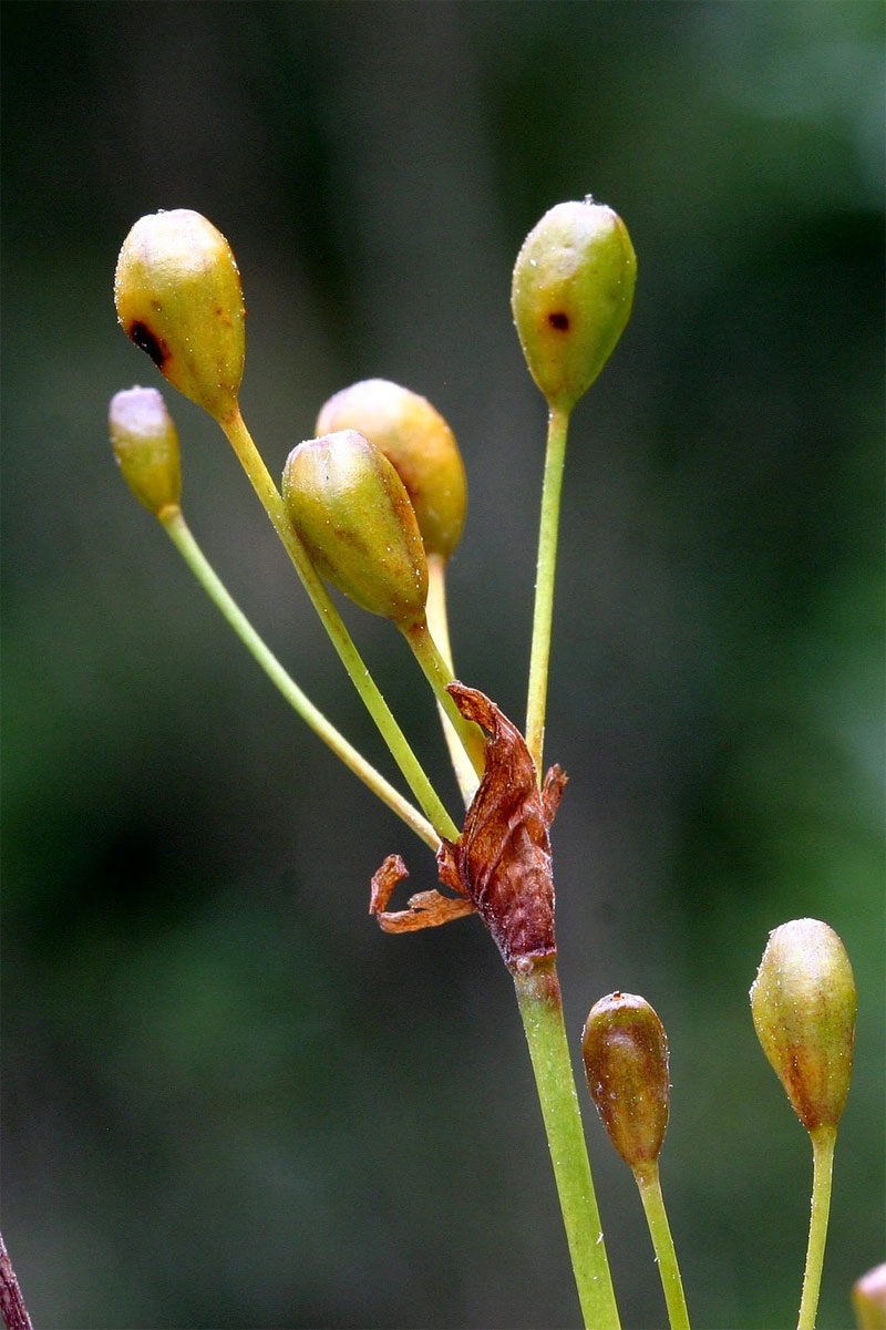 Obovoid - Definition of Obovoid