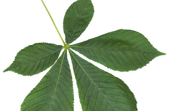 Palmate - Definition of Palmate