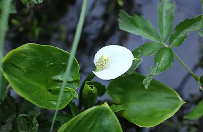 Palmatisect - Definition of Palmatisect