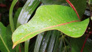 Pantropical - Definition of Pantropical