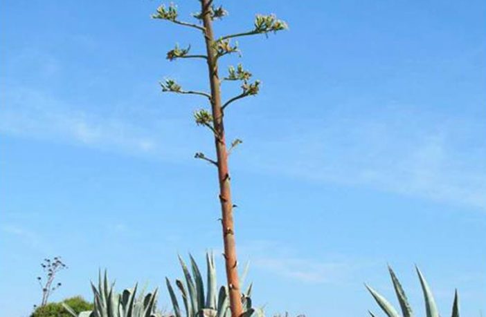 Peduncle - Definition of Peduncle