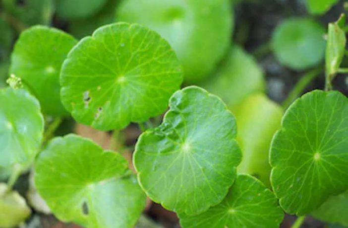 Peltate - Definition of Peltate