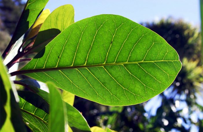 Penniform - Definition of Penniform