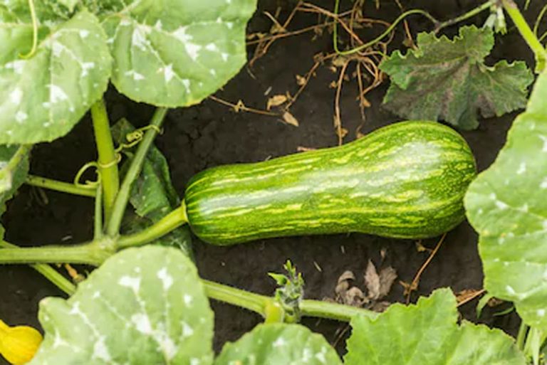 Pepo - Definition of Pepo