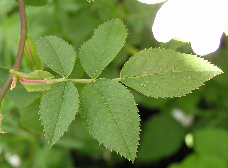 Petiole Definition Of Petiole