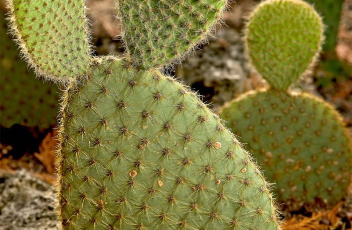 Phylloclade - Definition of Phylloclade