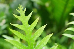 Pinnatisect - Definition of Pinnatisect