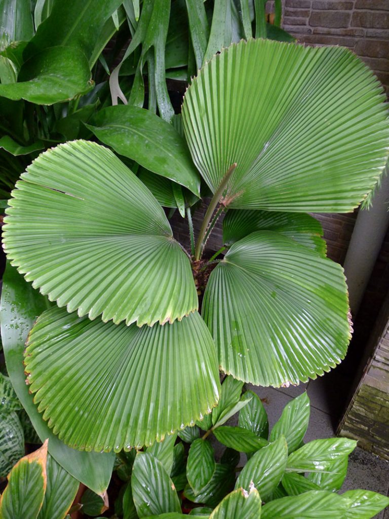 Plant Taxonomy Definition Of Plant Taxonomy Plant Taxonomy Definition Of Plant Taxonomy