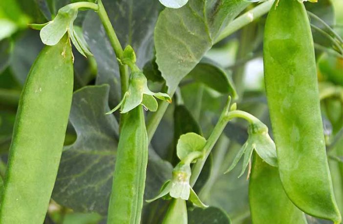 Pod - Definition of Pod