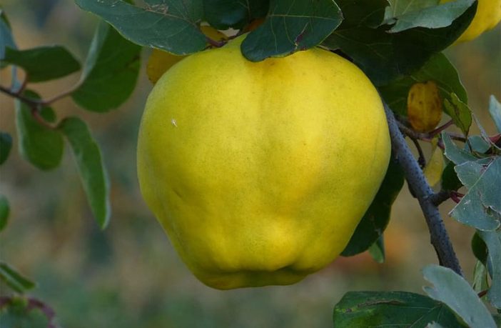 Pome - Definition of Pome