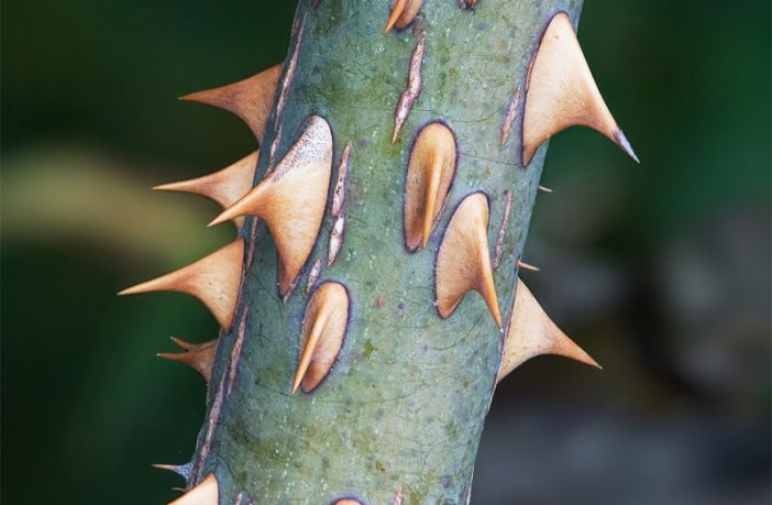 Prickle - Definition of Prickle