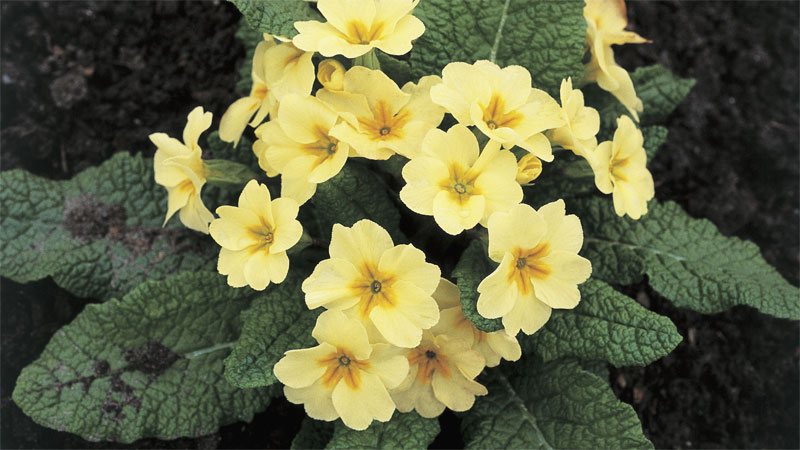 Primrose - Definition of Primrose