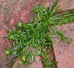 Process(es) - Definition of Process(es)