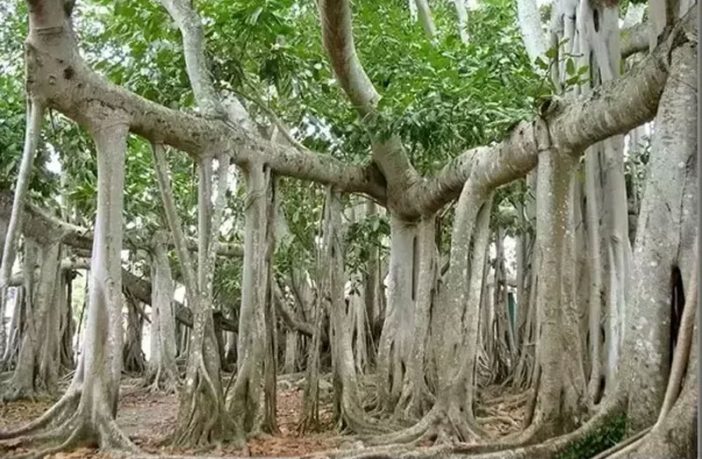 Prophyll - Definition of Prophyll