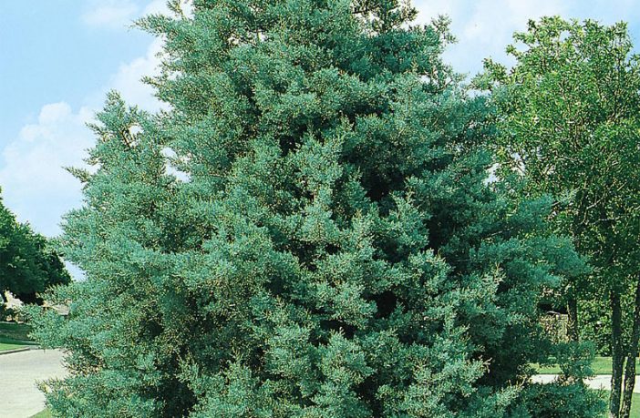 Pyramidal - Definition of Pyramidal