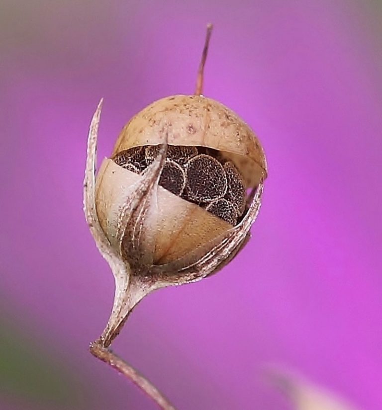 Pyxis - Definition of Pyxis