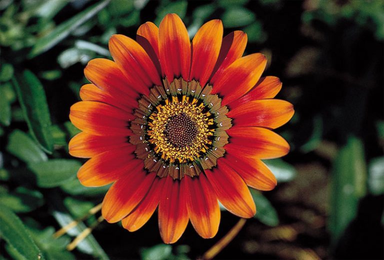 Radiate - Definition of Radiate