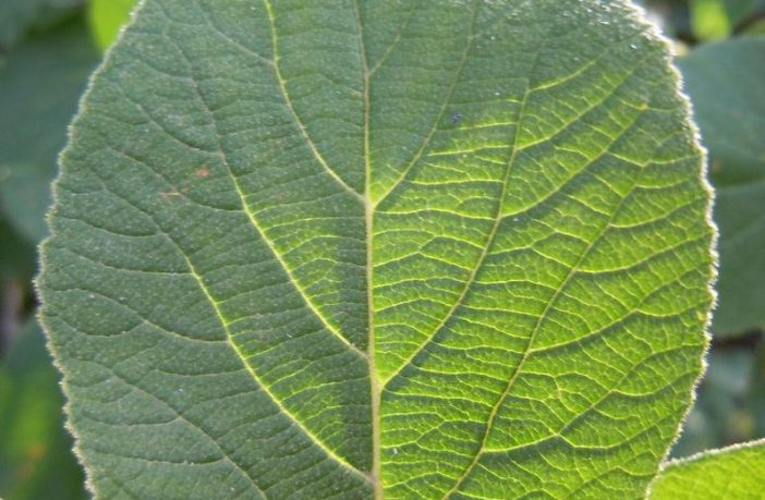 Reticulate - Definition of Reticulate